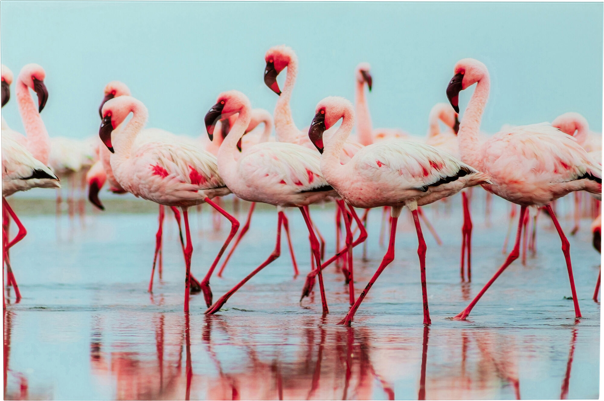 Stiklinis paveikslas Flamingo Team 120x80cm - KARE