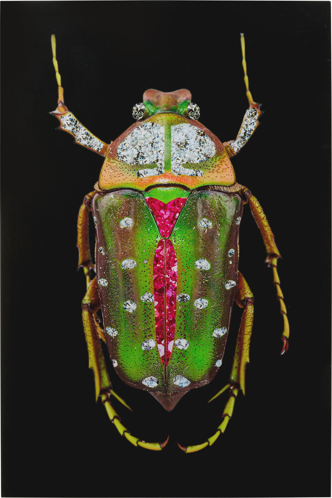 Cuadro cristal Rose Beetle 80x120cm - KARE España